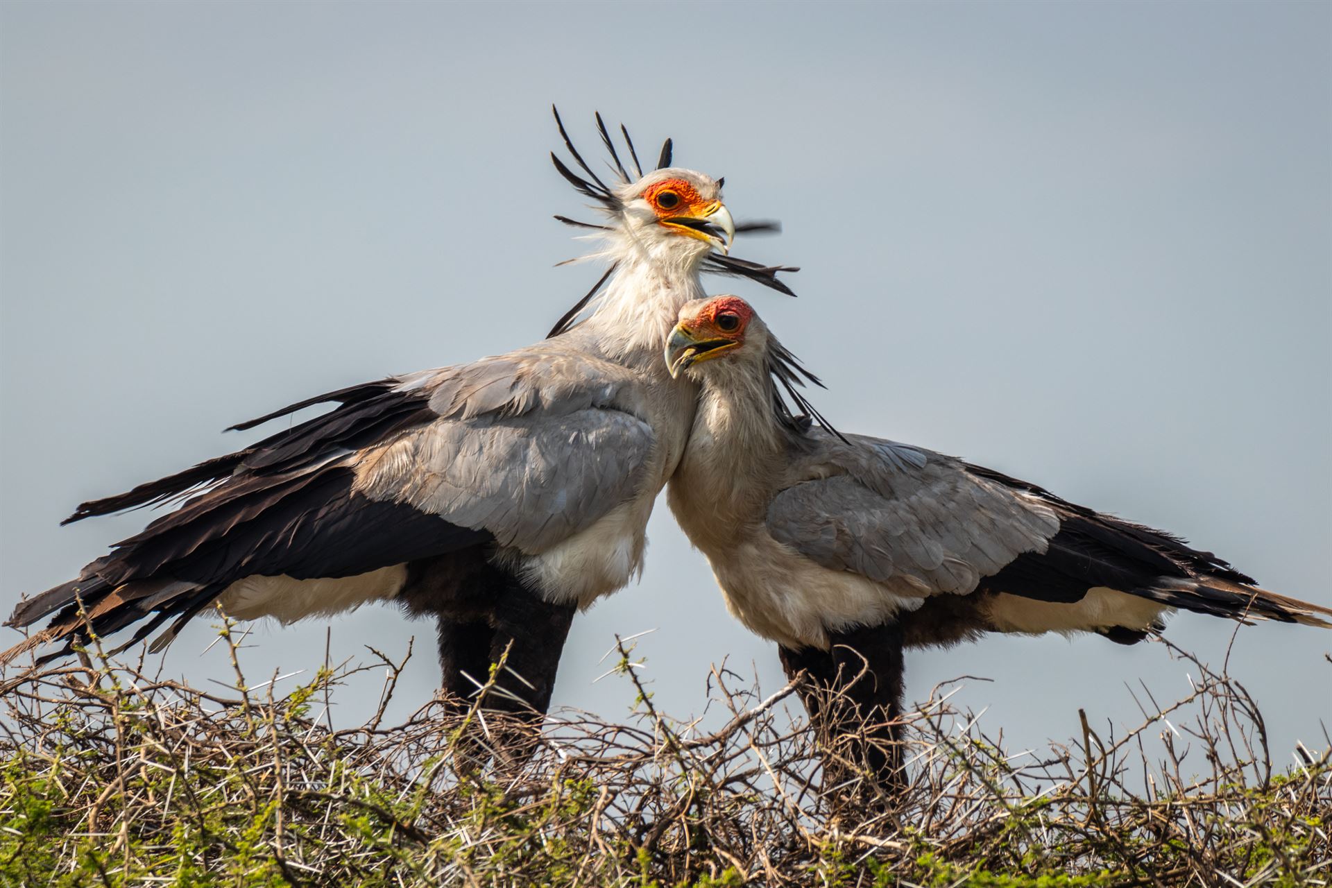 Honeymoon Safari to Serengeti and Beyond - Pristine Trails